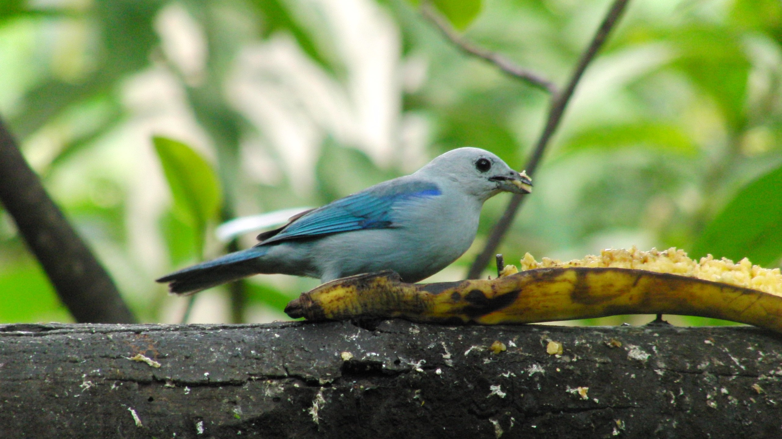 Über 100 Vogelarten im Aufforstungsgebiet! - Karlsruher Klimafonds